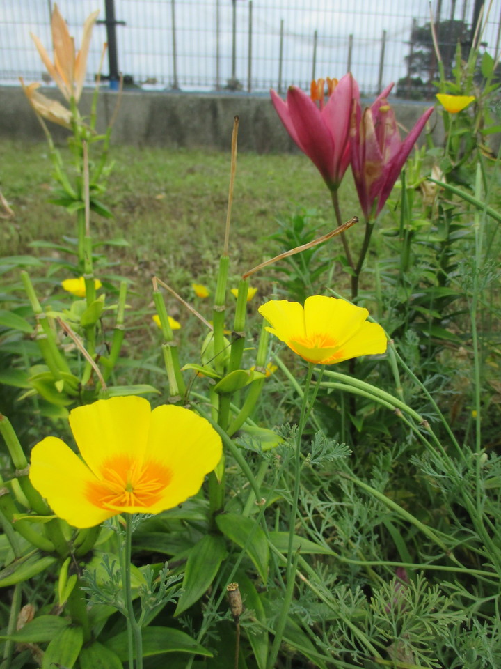 雨の桜: ひとり浮草日記