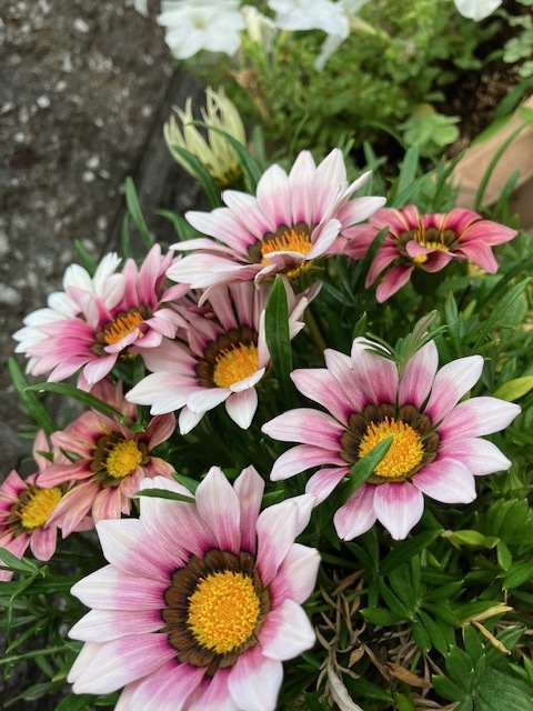 一雨ほしい: ひとり浮草日記