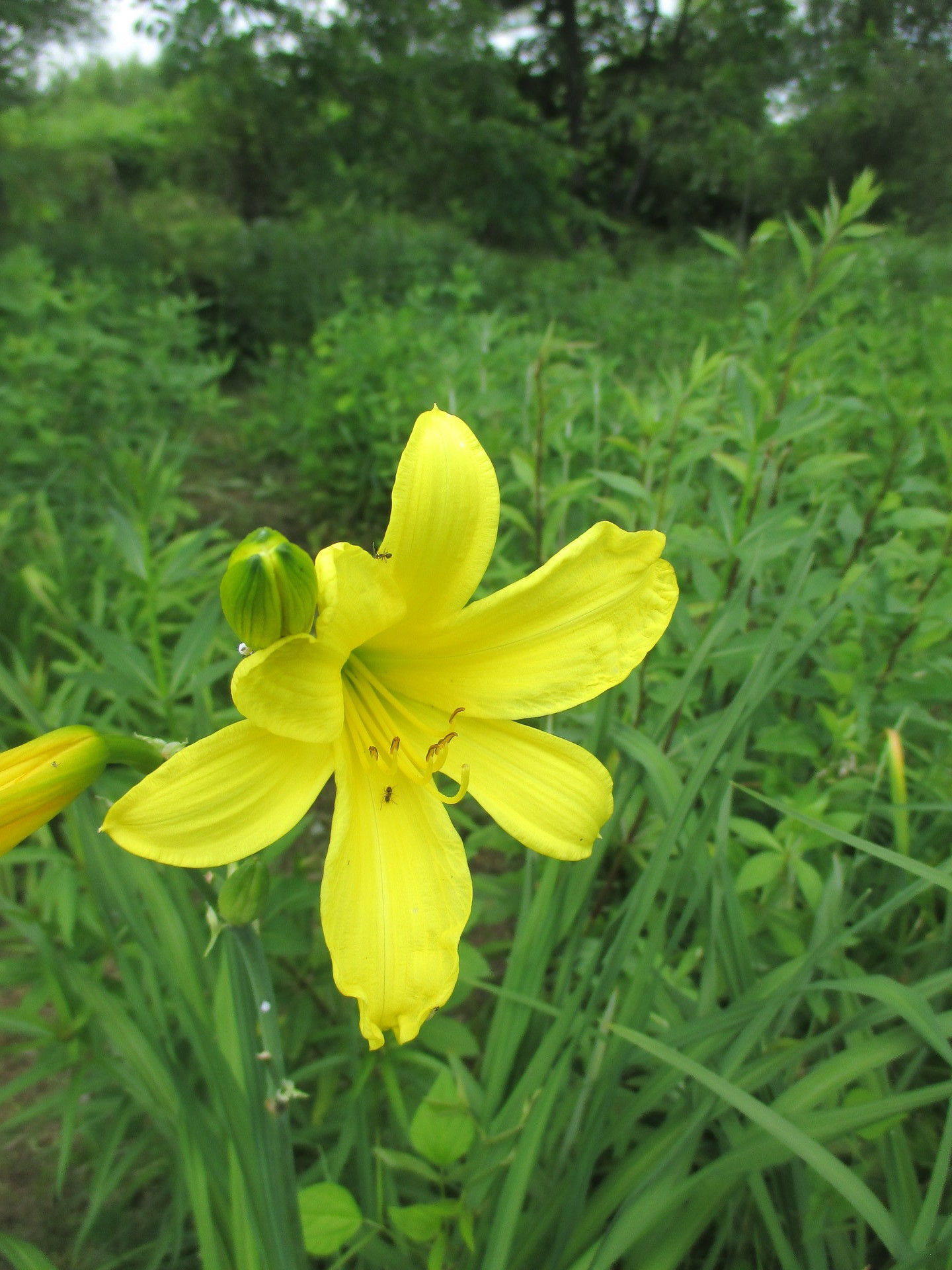 帯広の旅 六花の森 坂本直行記念館: ひとり浮草日記