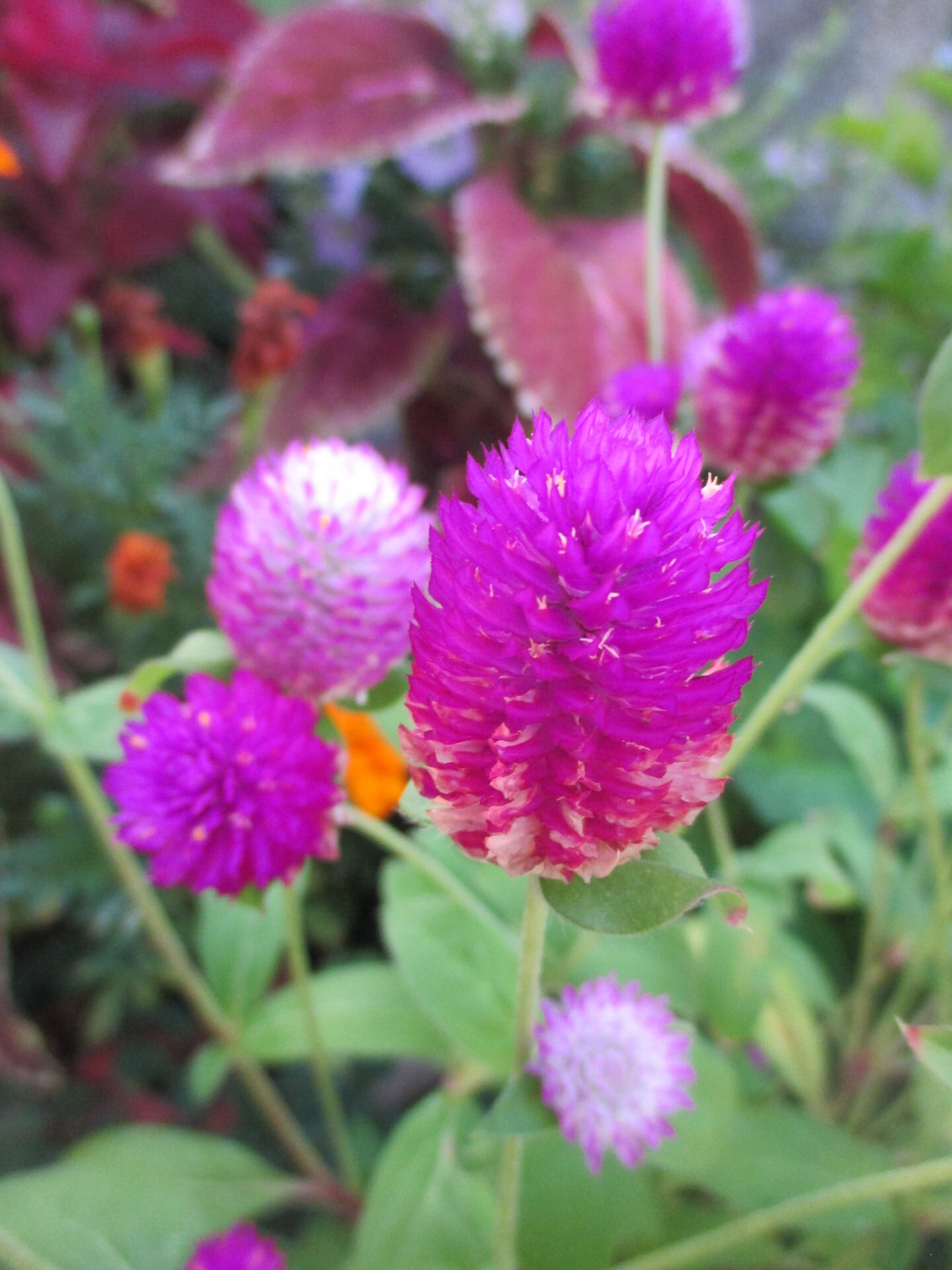 まんじりともせず: ひとり浮草日記