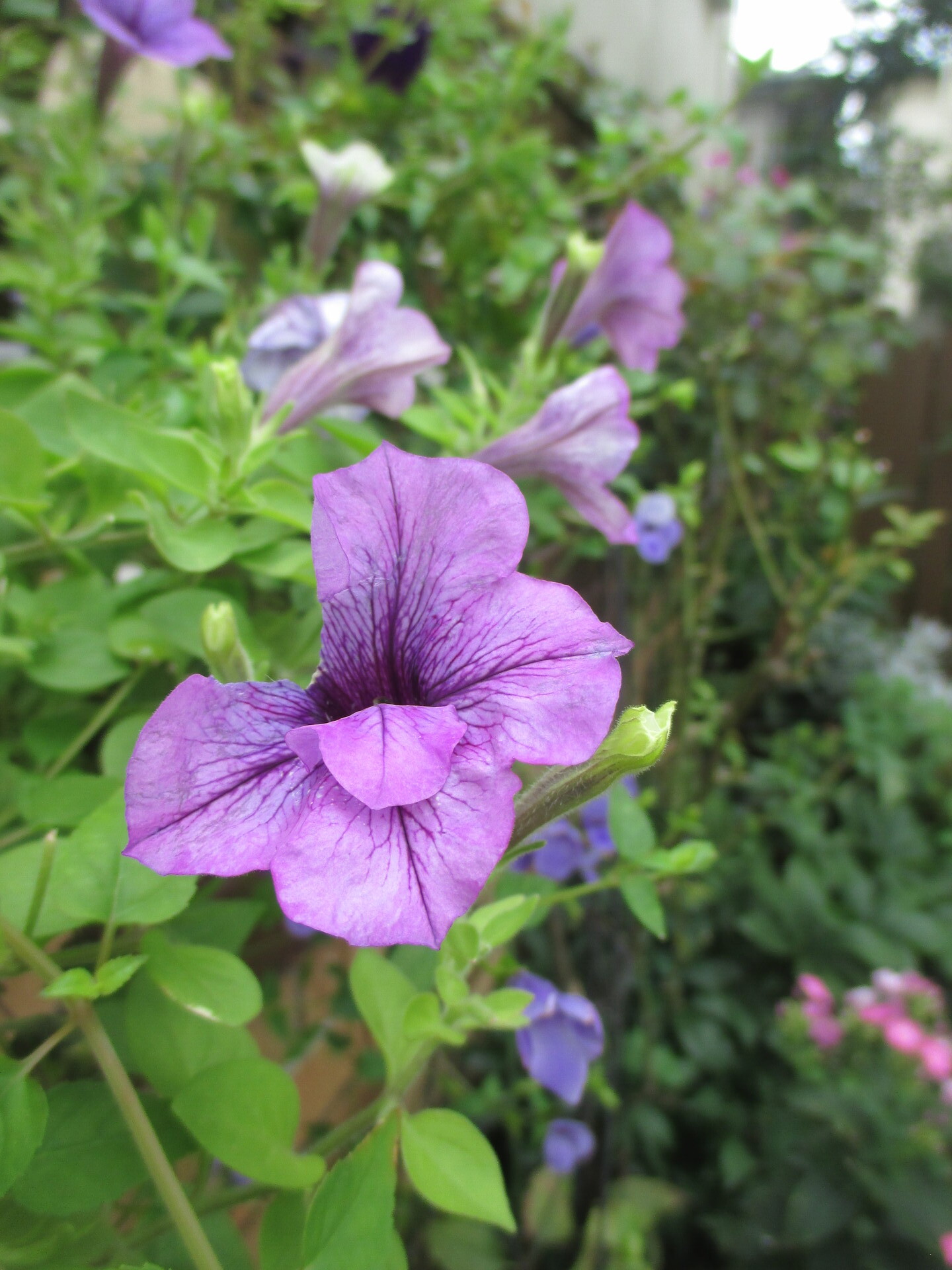 手術時の立会人 アナザーストーリー : ひとり浮草日記