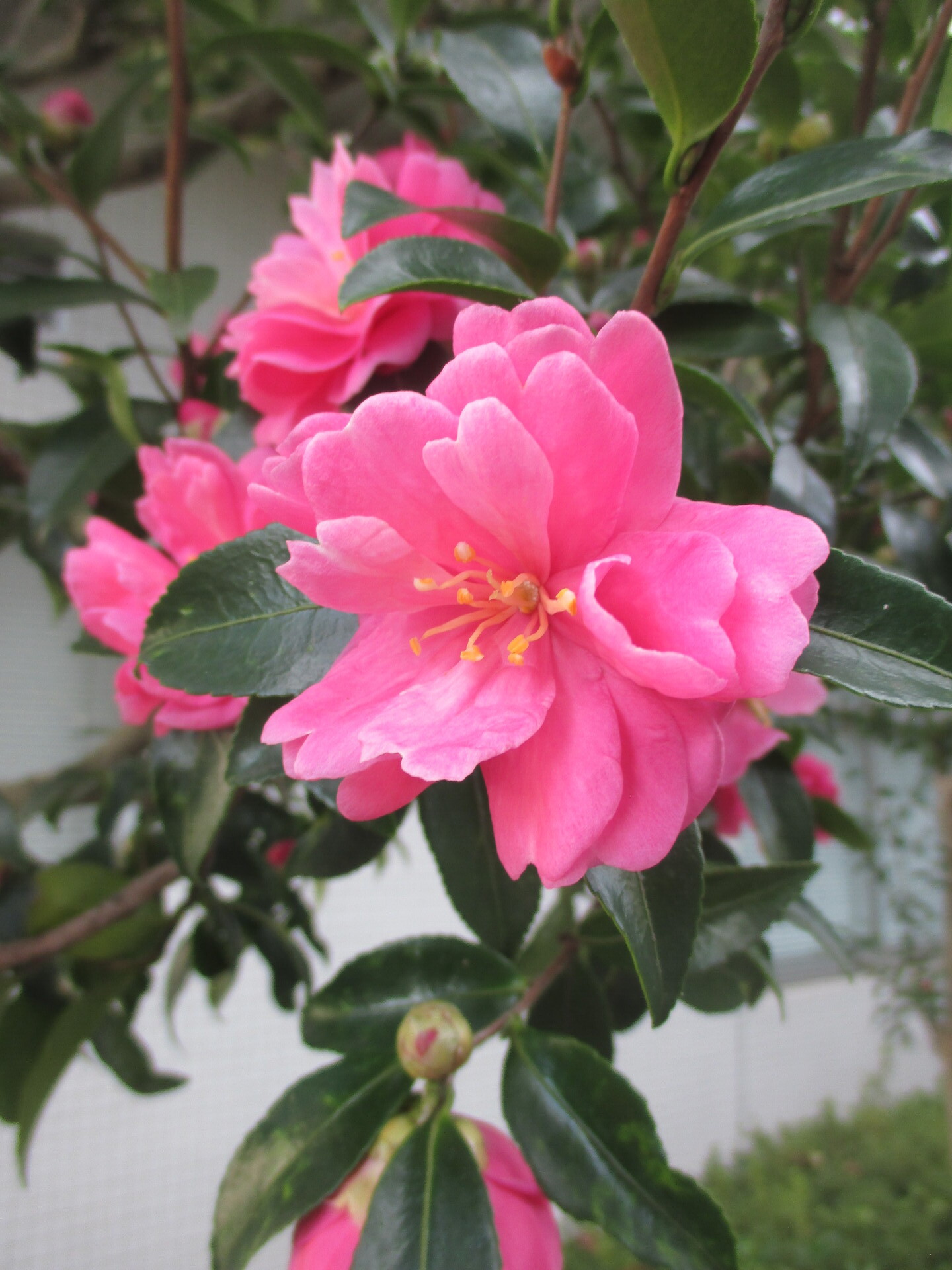 2クール目の抗がん剤治療: ひとり浮草日記