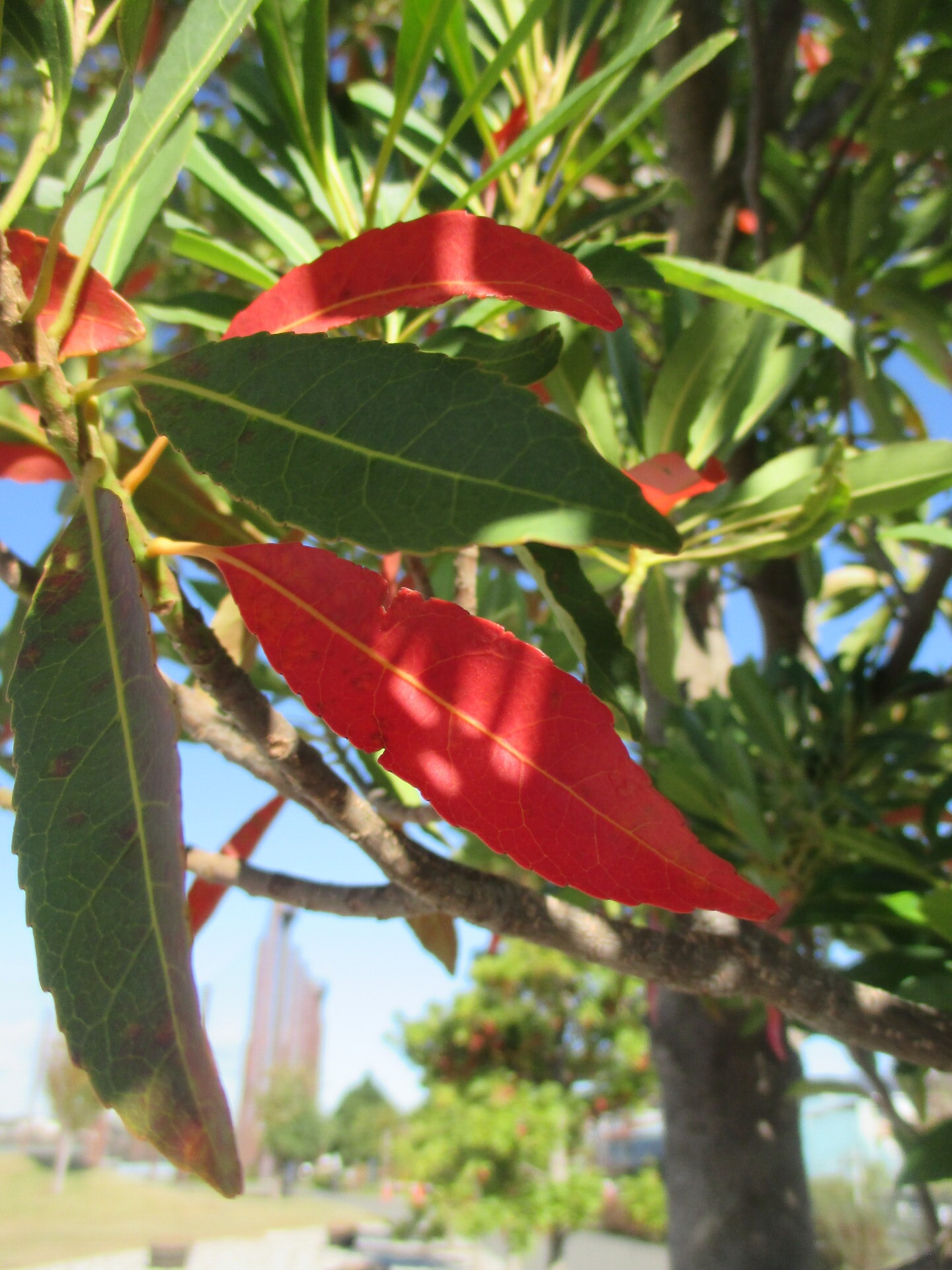 埋火: ひとり浮草日記