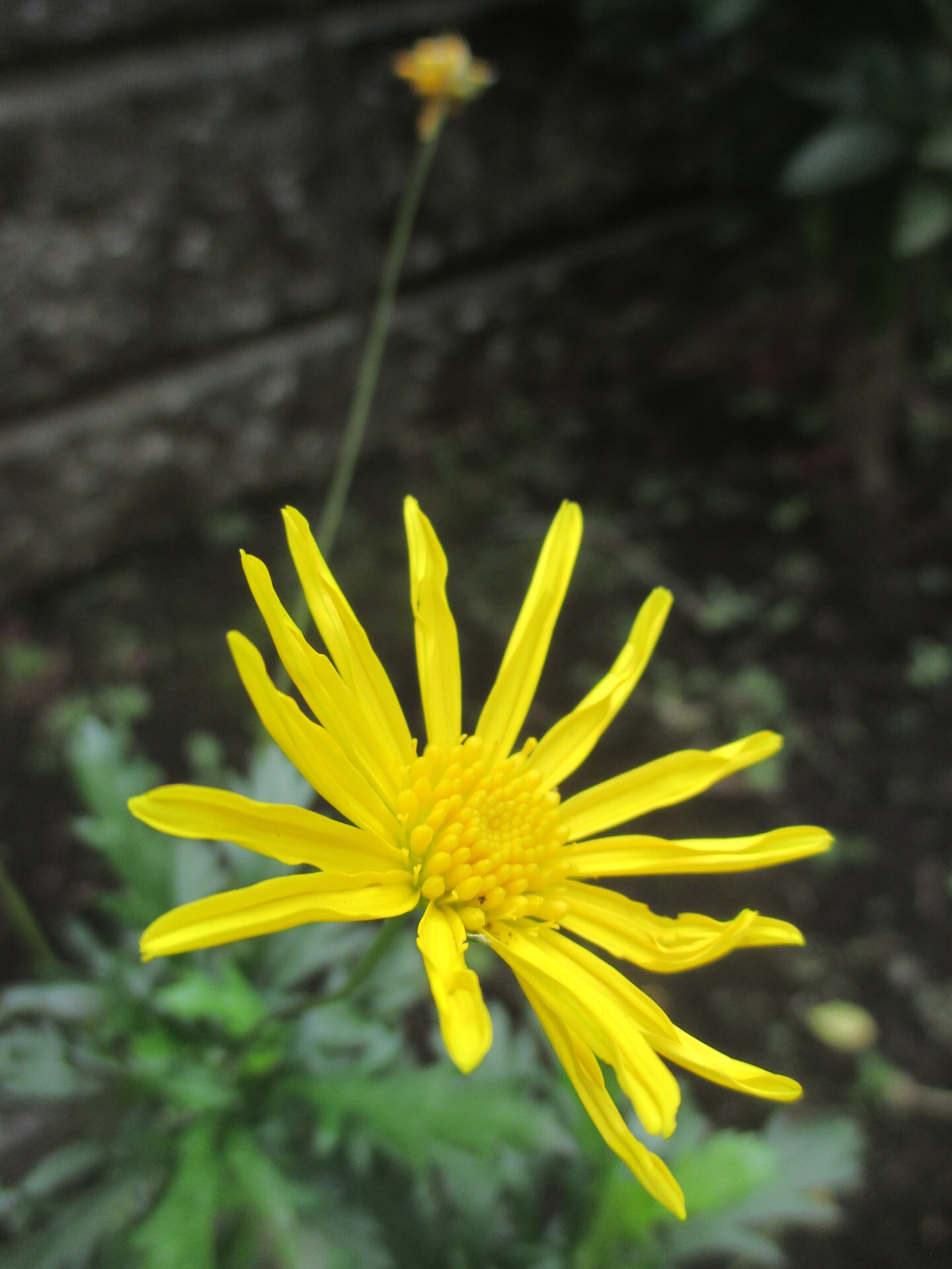 日記: ひとり浮草日記