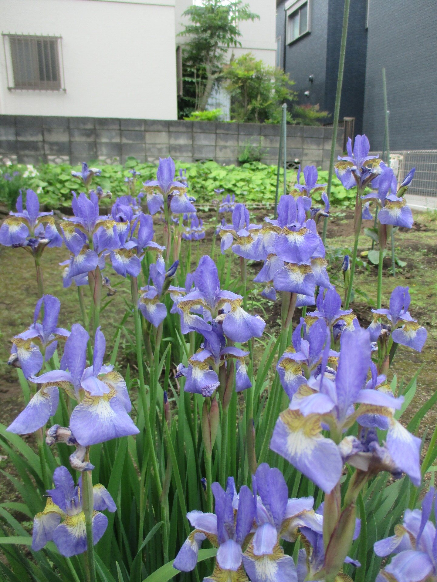 やちむんの里: ひとり浮草日記