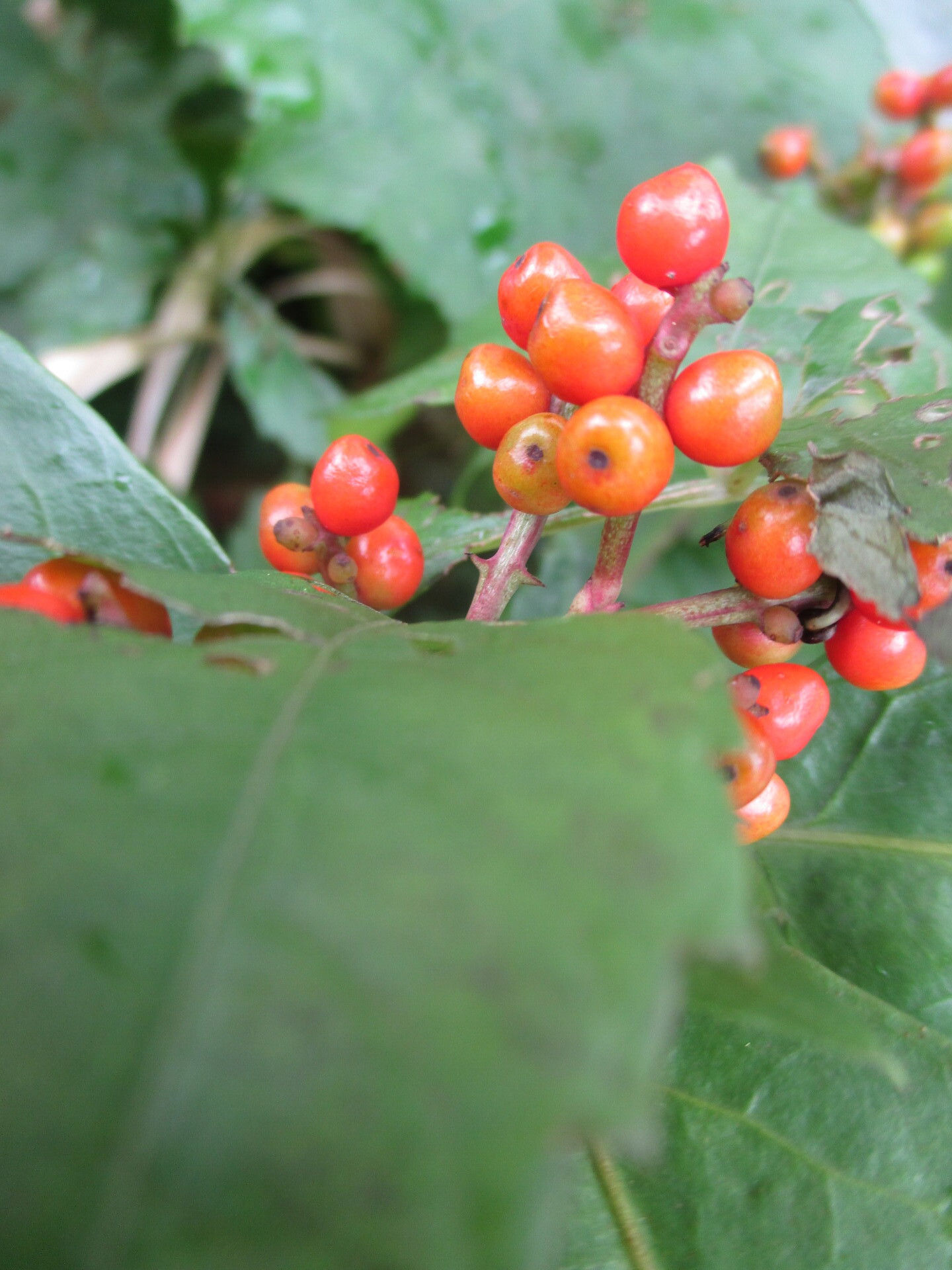 時間は流れる: ひとり浮草日記