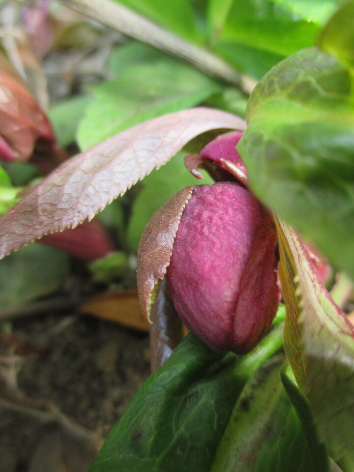 春の足音: ひとり浮草日記