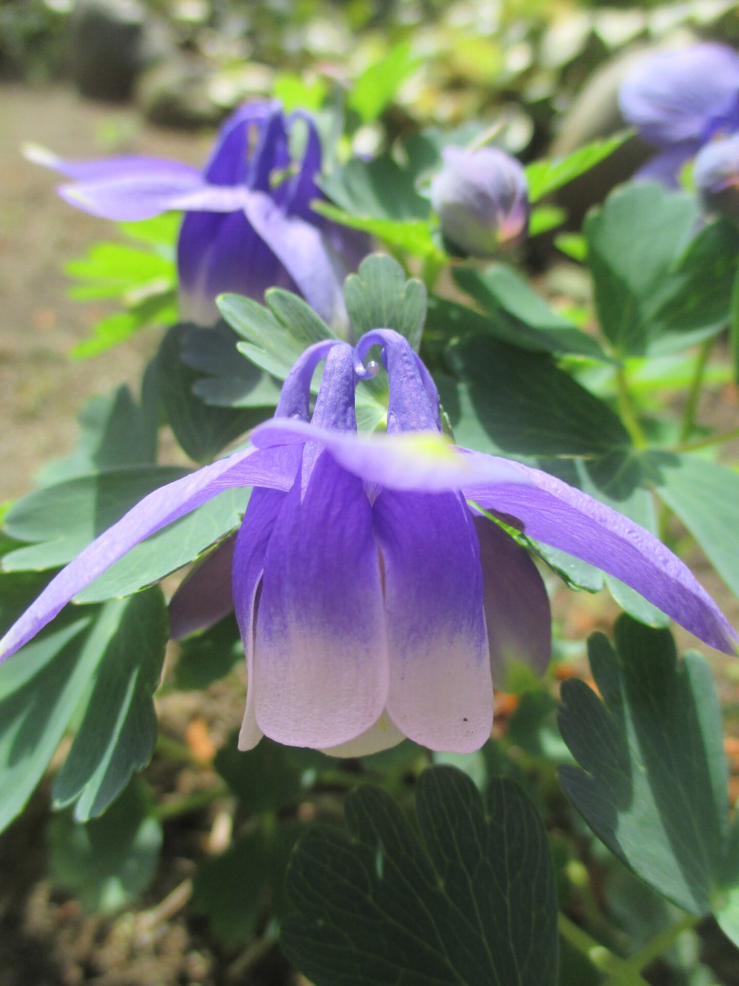 春爛漫: ひとり浮草日記