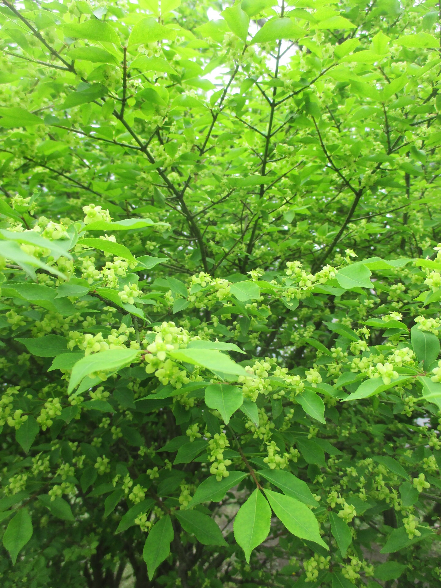 エルメスのスカーフを洗ってみた: ひとり浮草日記