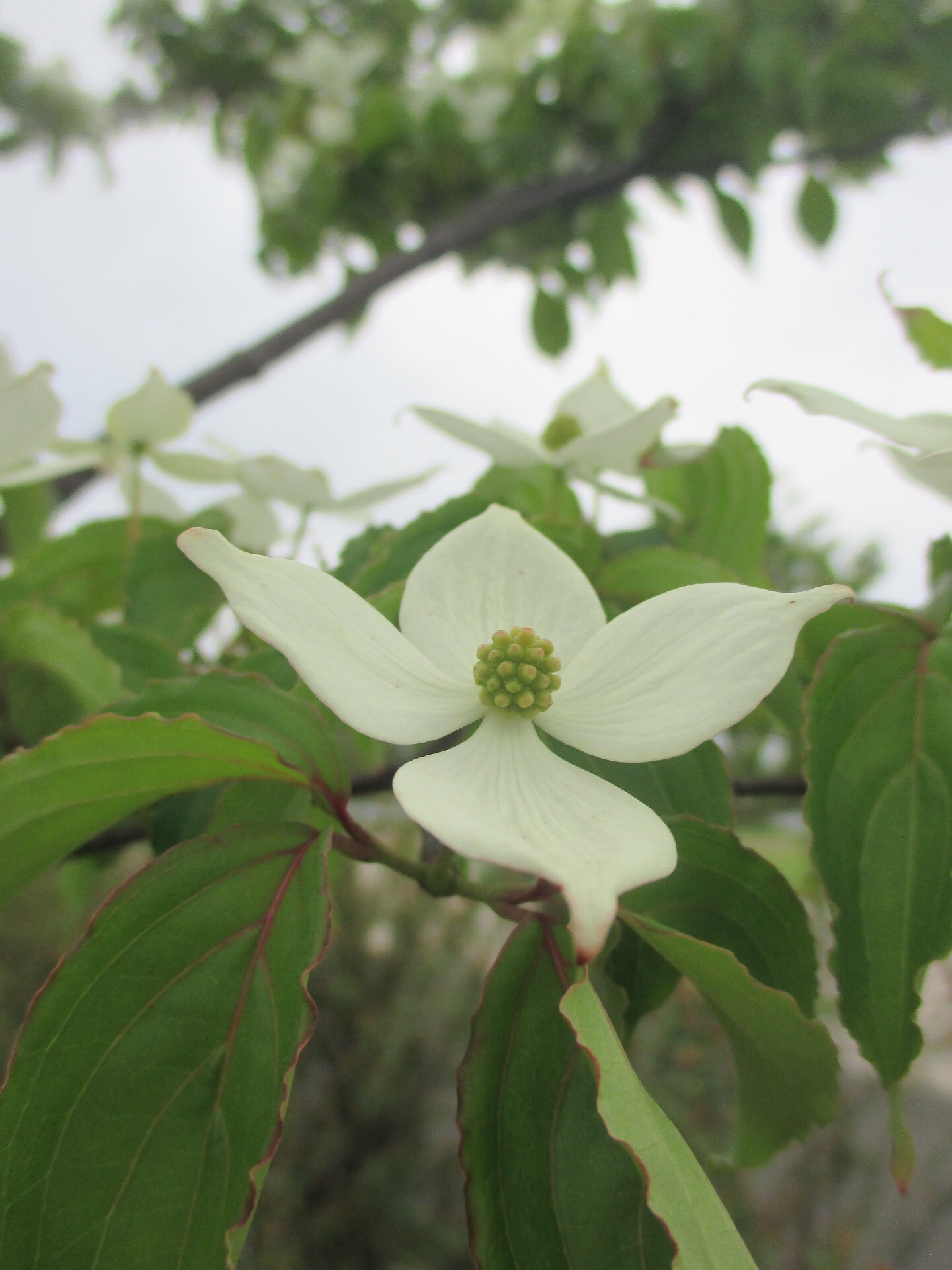 草むしり: ひとり浮草日記