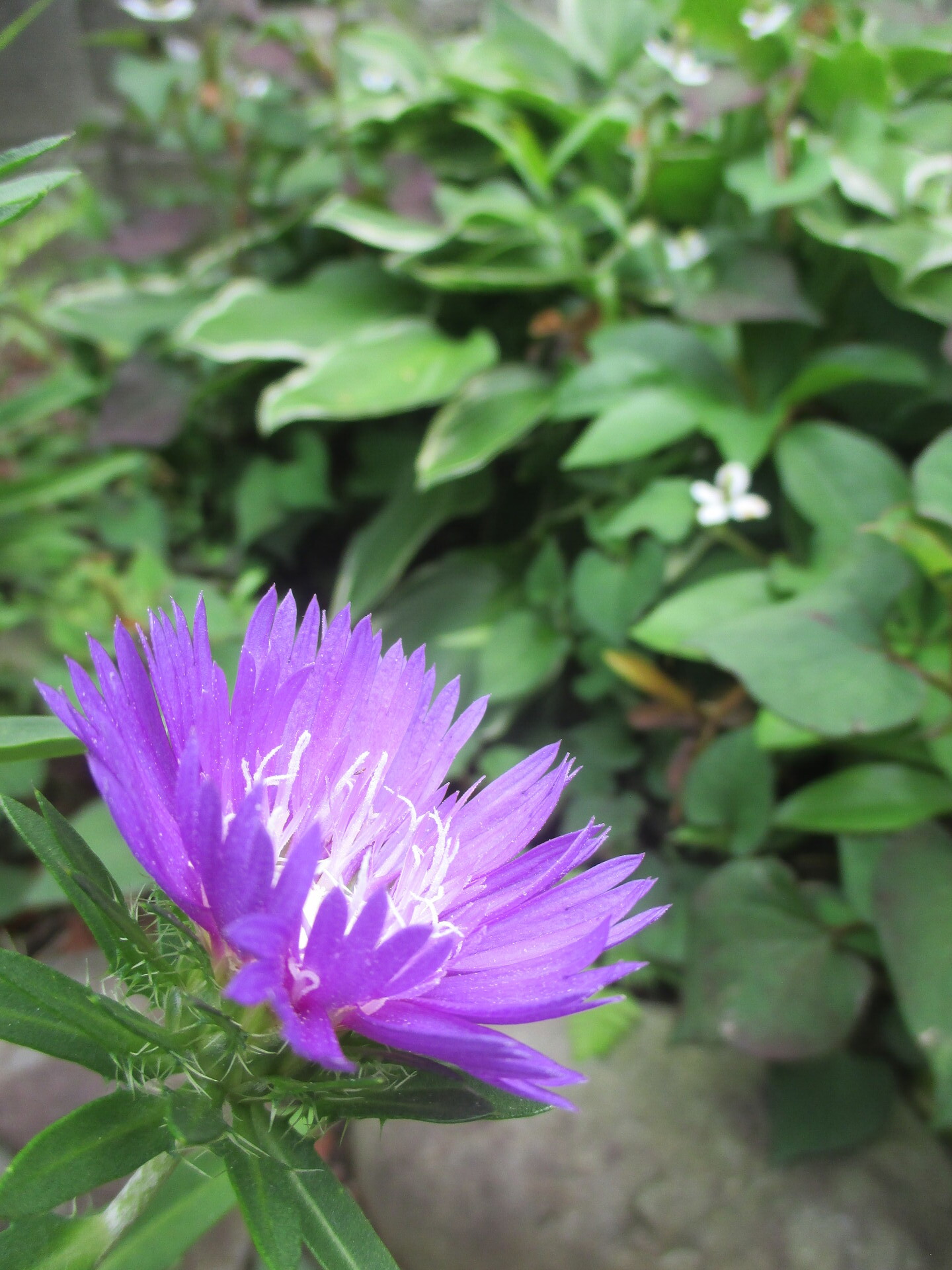 ひっそりと涼し気 半夏生: ひとり浮草日記