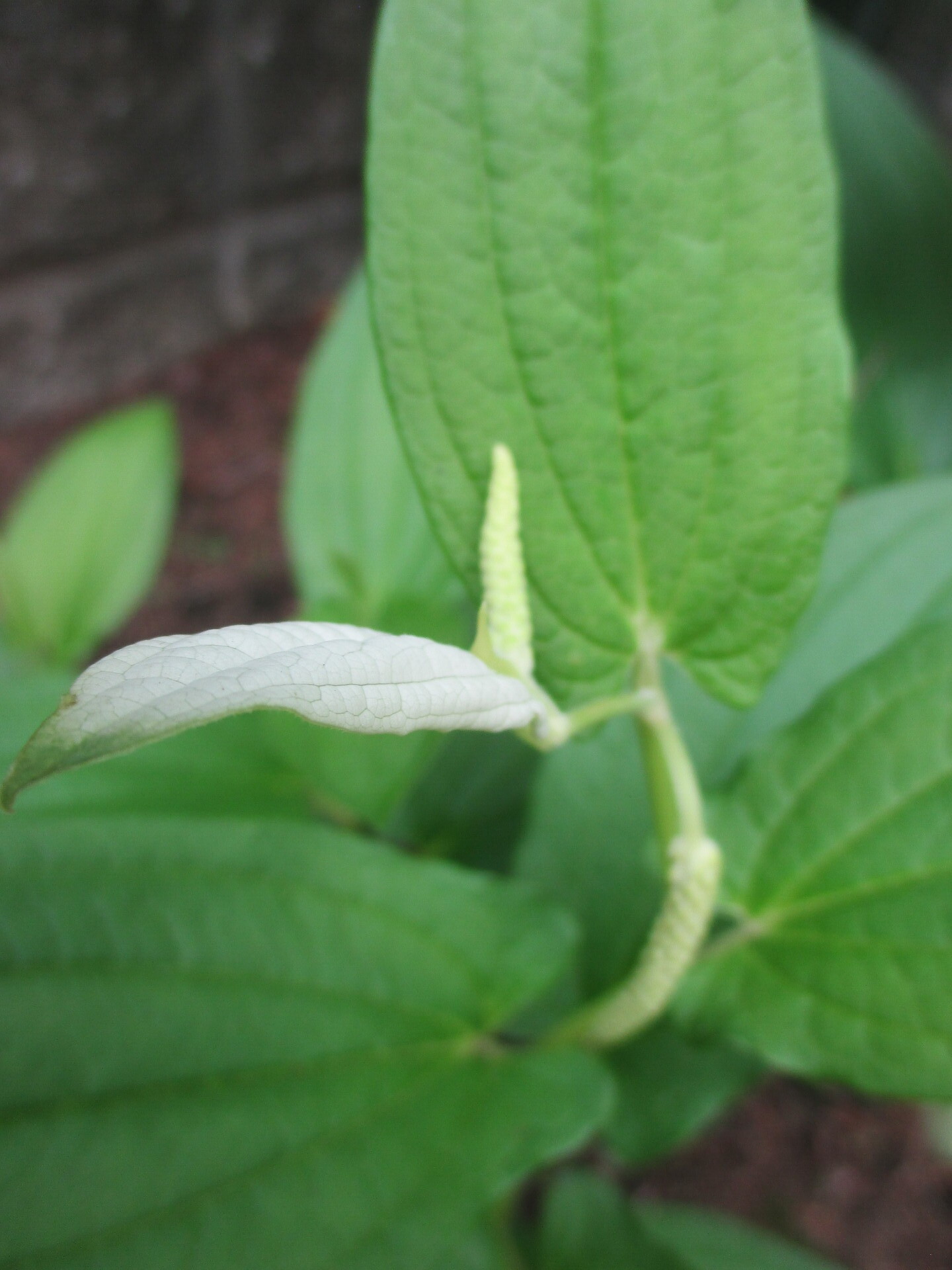 サルベージ作戦: ひとり浮草日記