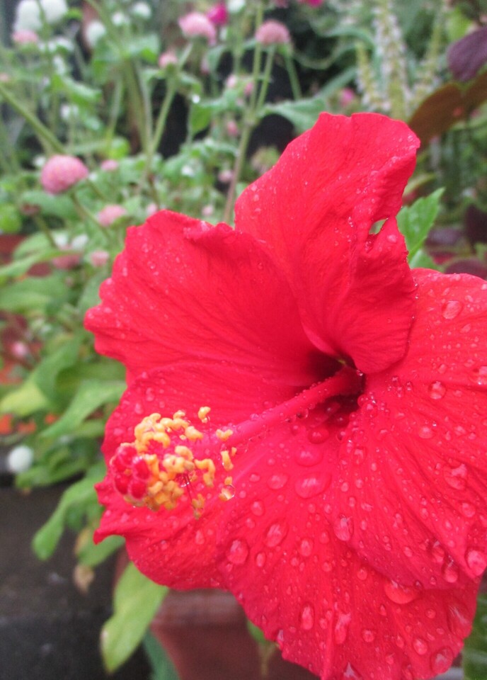 時薬: ひとり浮草日記