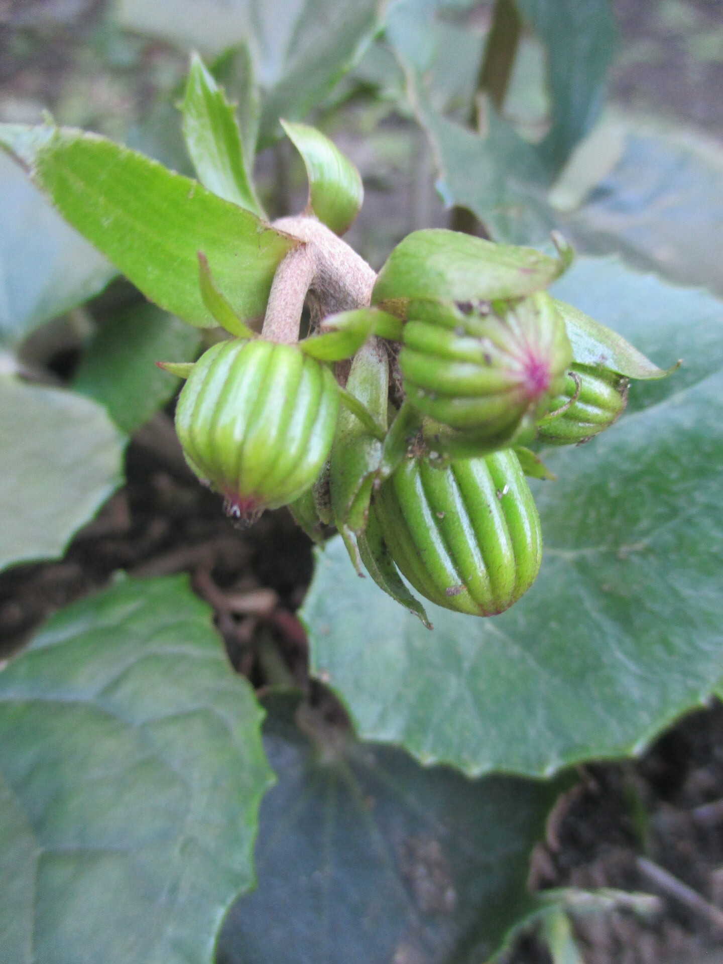 ツワブキの蕾: ひとり浮草日記