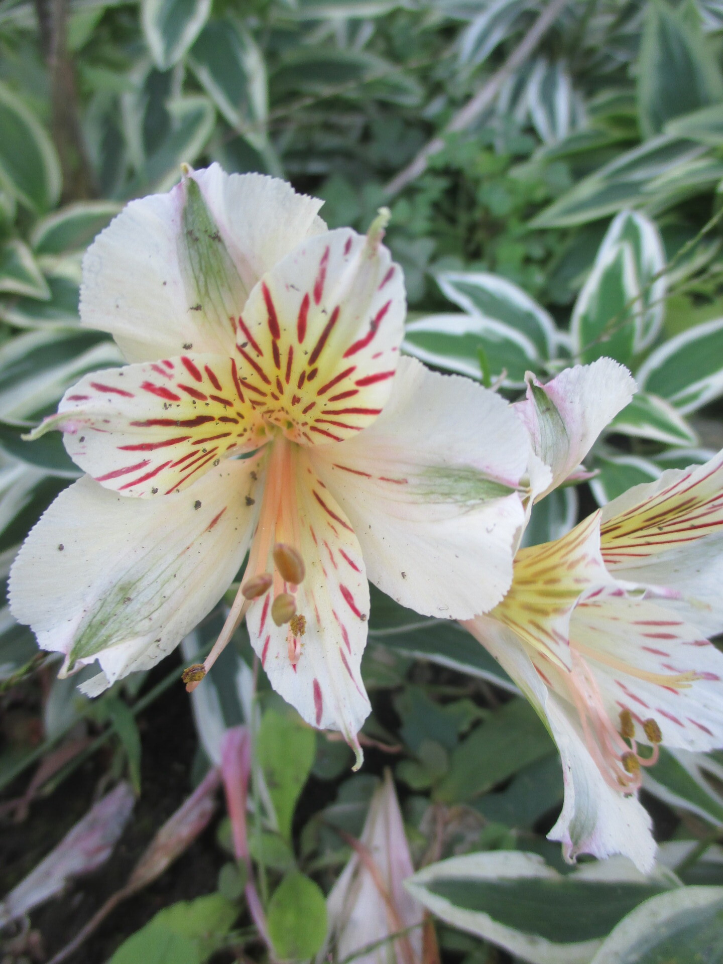 頭の中で剣の舞: ひとり浮草日記