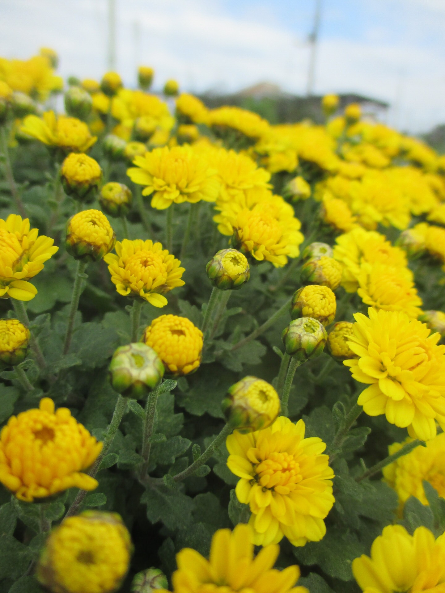 山茶花: ひとり浮草日記