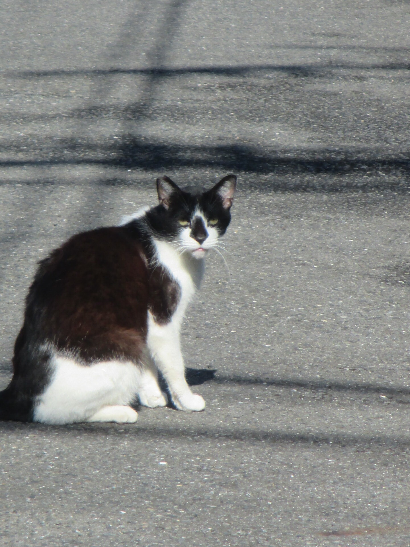 早くもクリスマスモード: ひとり浮草日記